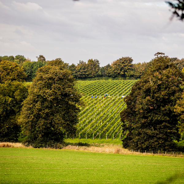 The best vineyards and wineries to visit in England - Evening Standard ...